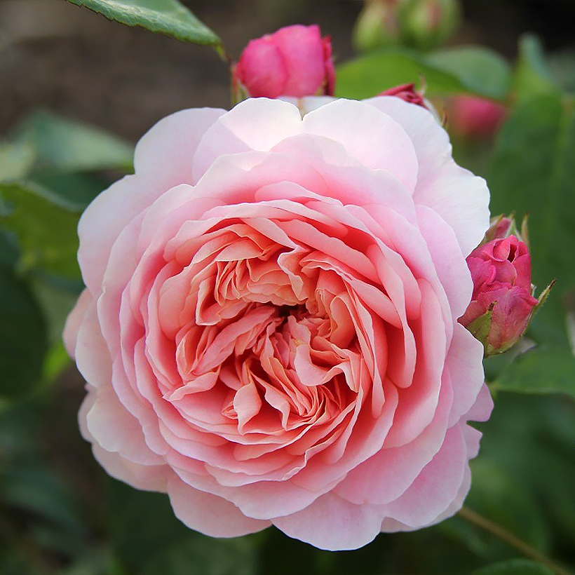 Rosa Eustacia Vye - Rose anglaise David Austin à fleurs doubles rose ...