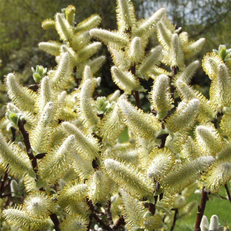Salix hastata Wehrhahnii - Saule hasté, nain à bois rouge, gros chatons