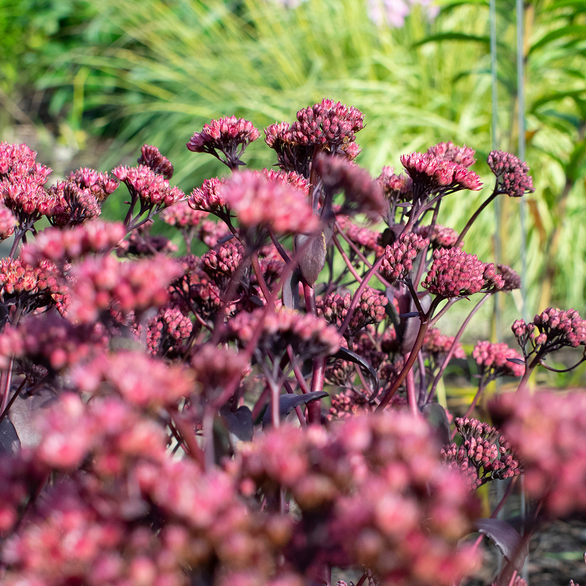 Sedum ou Hylotelephium telephium Bon Bon - Orpin au feuillage chocolat ...