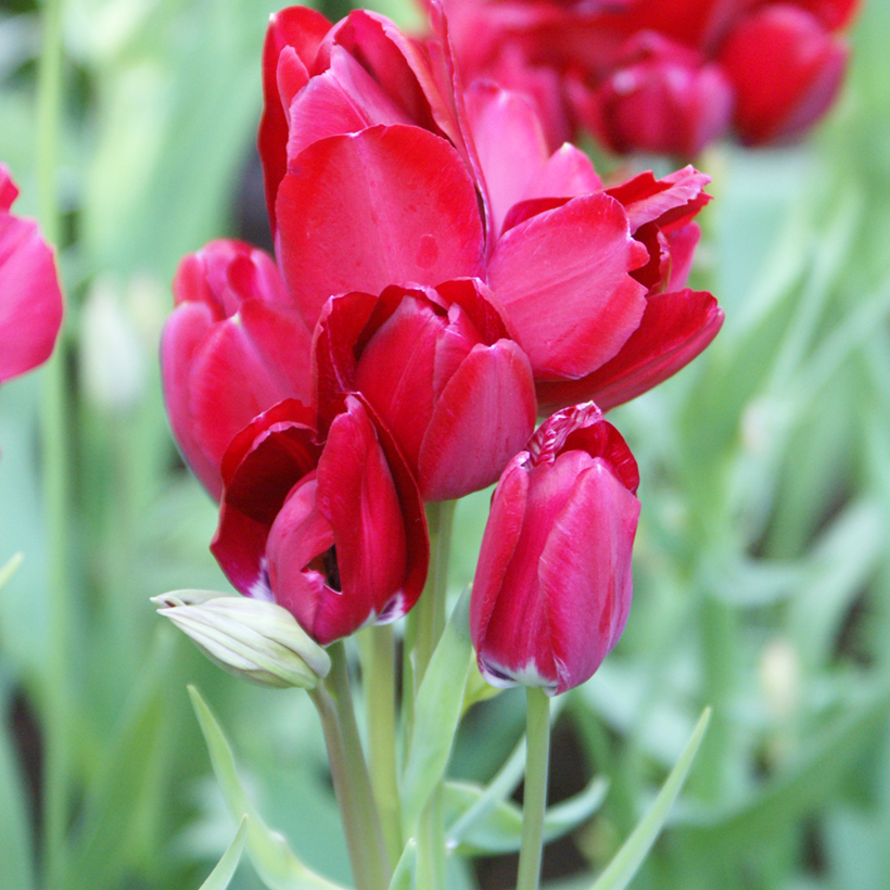 Tulipe simple tardive Fiery Club - Bulbe - Tulipe pluriflore rouge ...