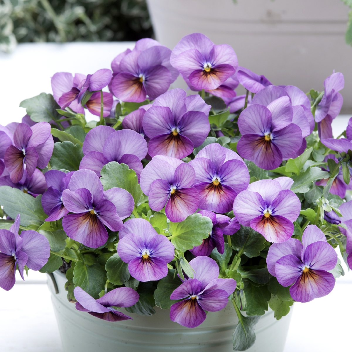 Viola cornuta Butterfly Violet antique - Violette cornue à longue ...