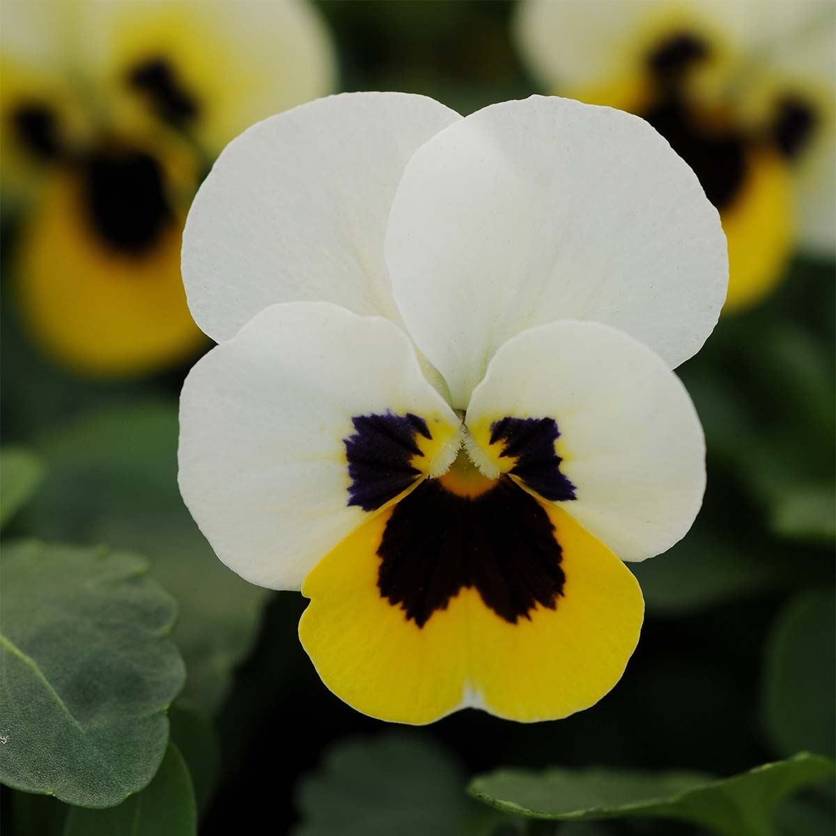 Viola cornuta Sorbet XP Lemon Ice Blotch - Violette cornue à fleurs ...