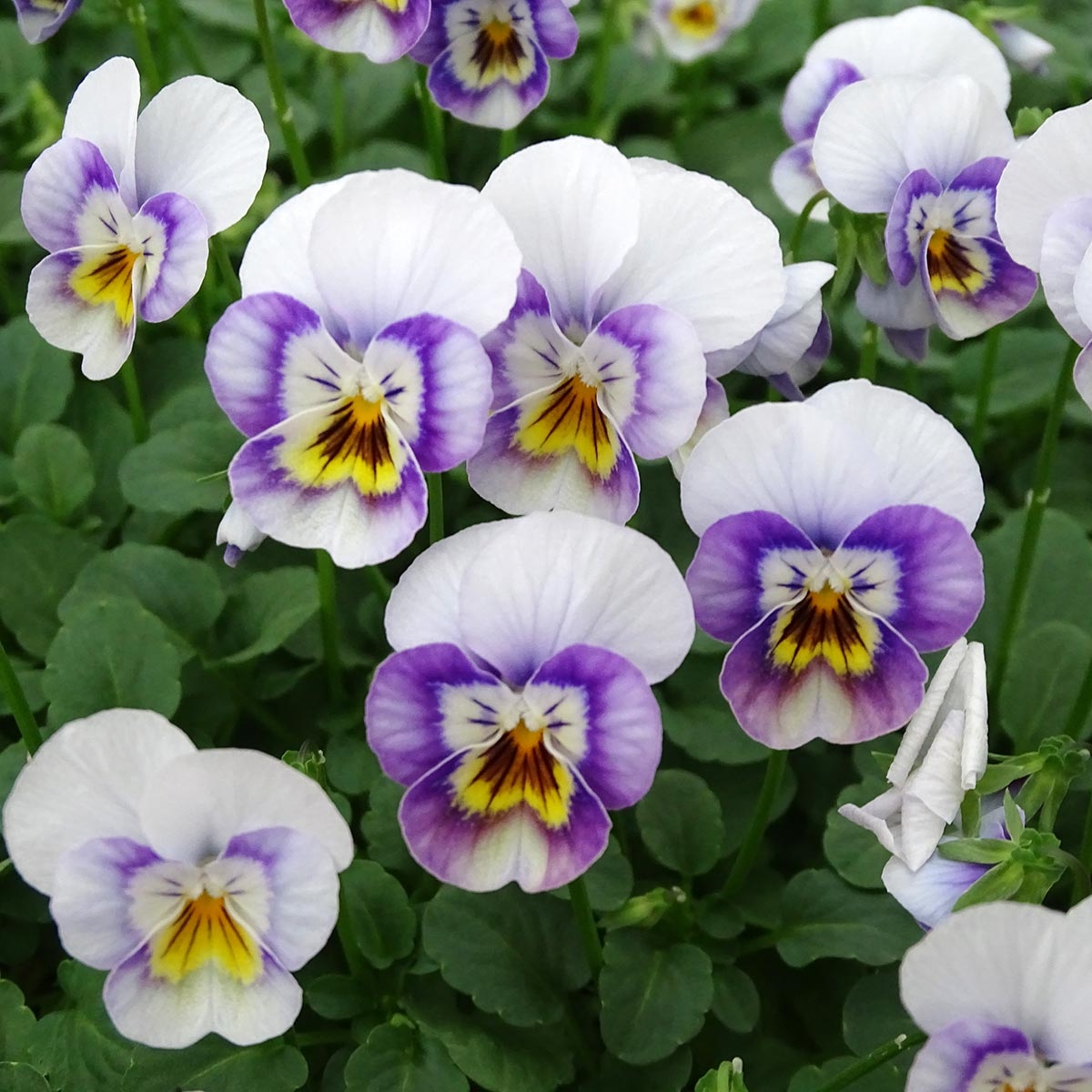 Viola cornuta Sorbet Xp Pink Halo - Violette cornue - Une abondance de ...