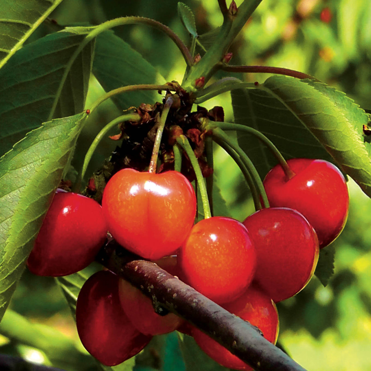 Cerisier Bigarreau Napoléon - Prunus cerasus à cerises jaune rouge