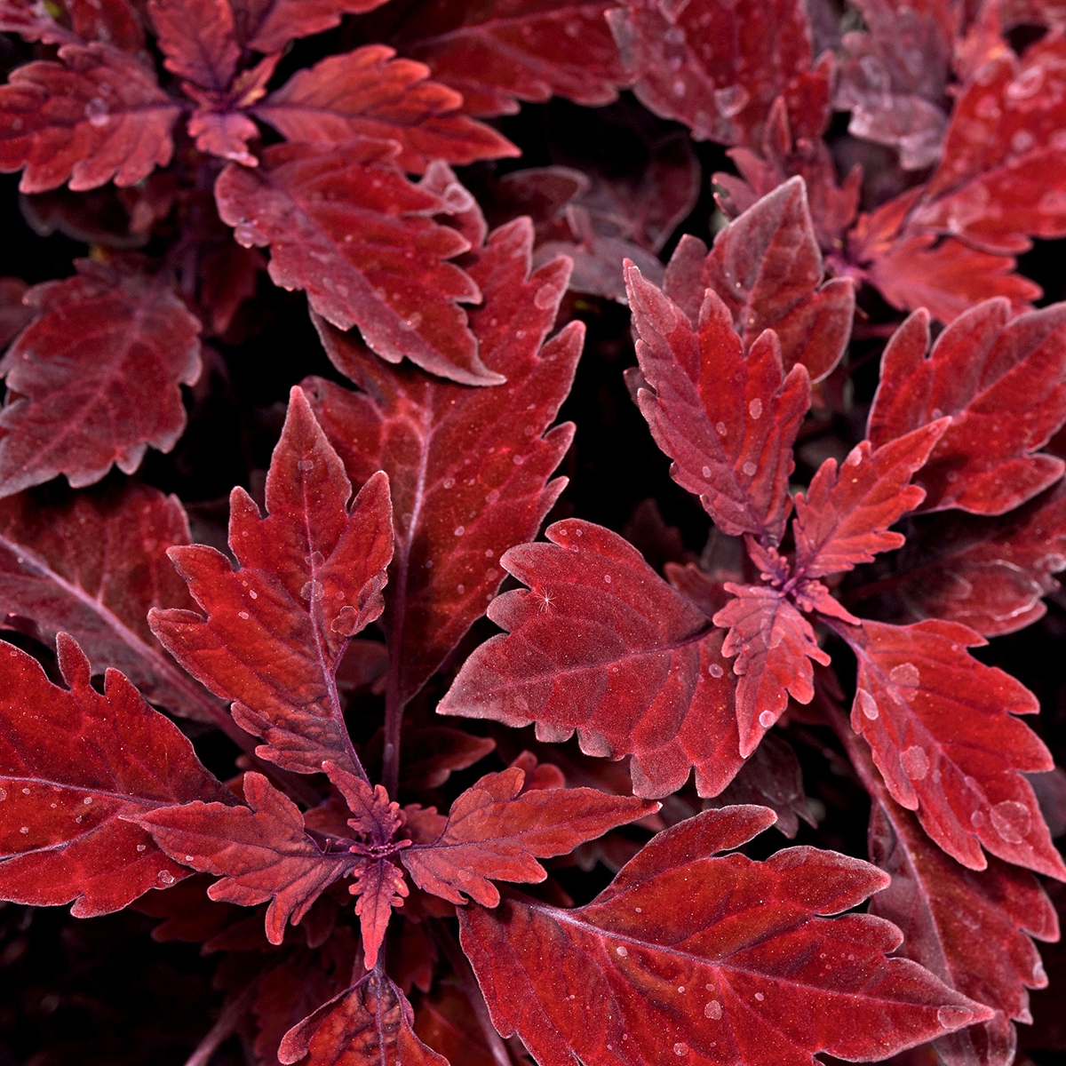Coleus FlameThrower Salsa Roja - Solenostemon scutellarioides compact ...