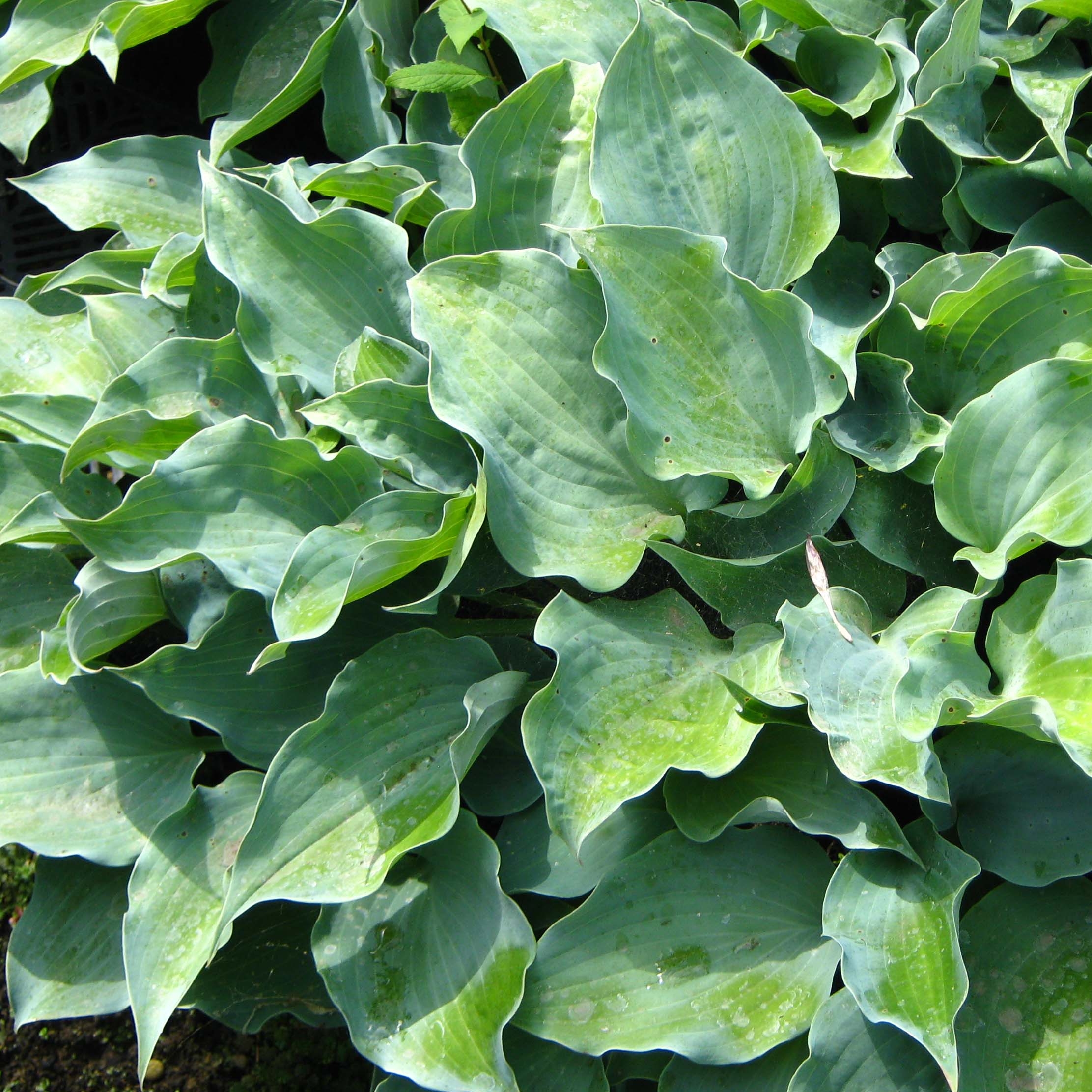 Hosta Flemish Sky - Hosta moyen à feuillage bleuté ondulé en bordure.
