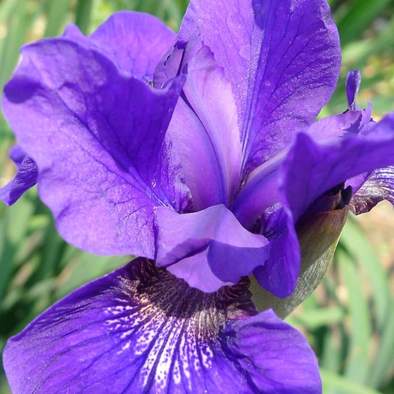 Iris sibirica Ruffled Velvet - Des fleurs bleu-violacé foncé, bien ...