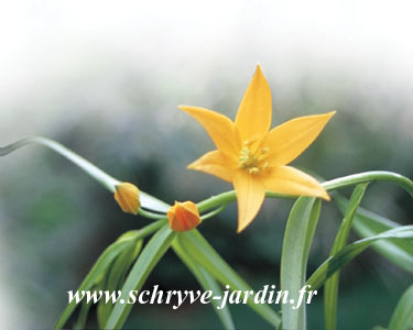 Littonia - Une vivace exotique formant des lianes de fleurs orange