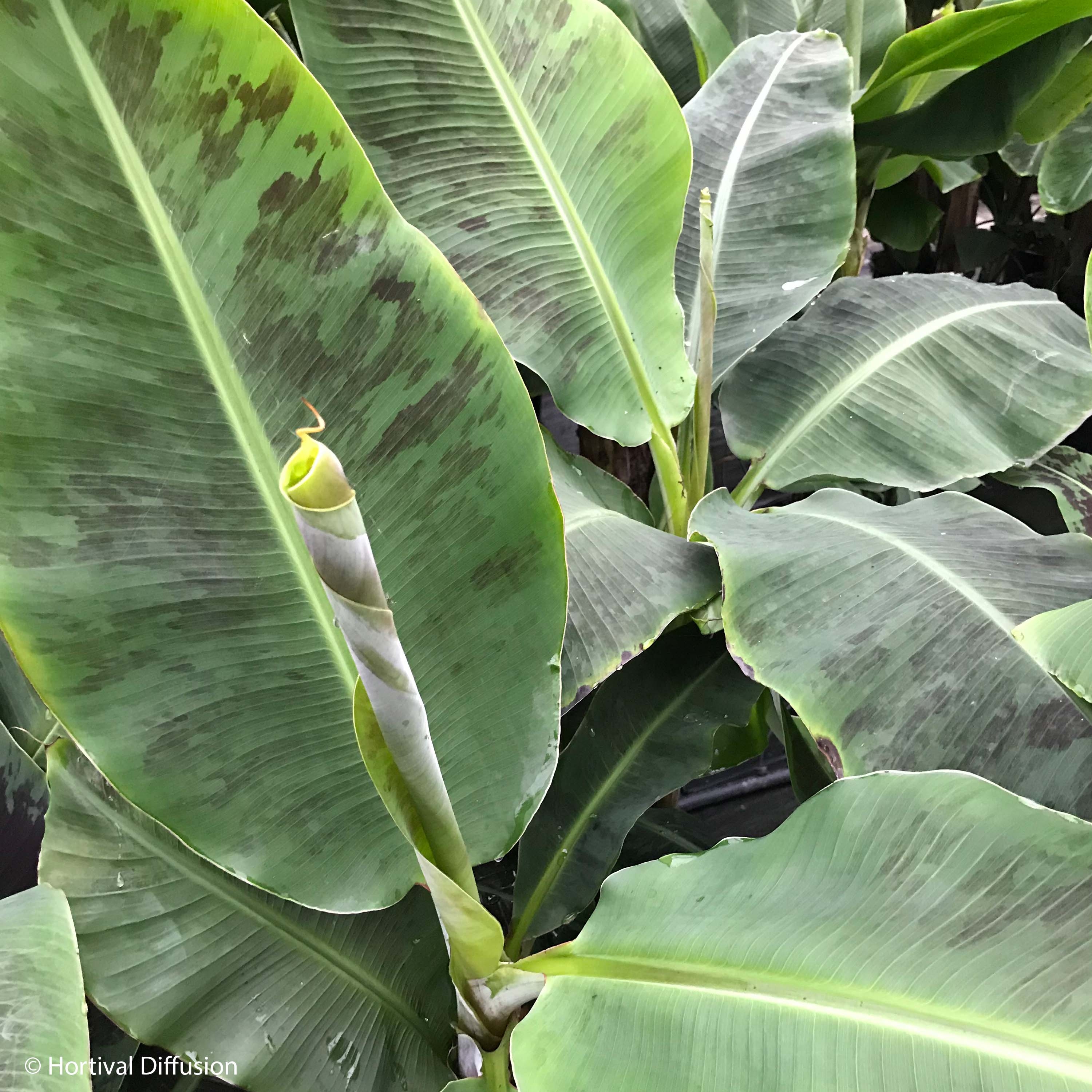 Musa acuminata Dwarf Cavendish - Bananier nain d'intérieur, fruitier