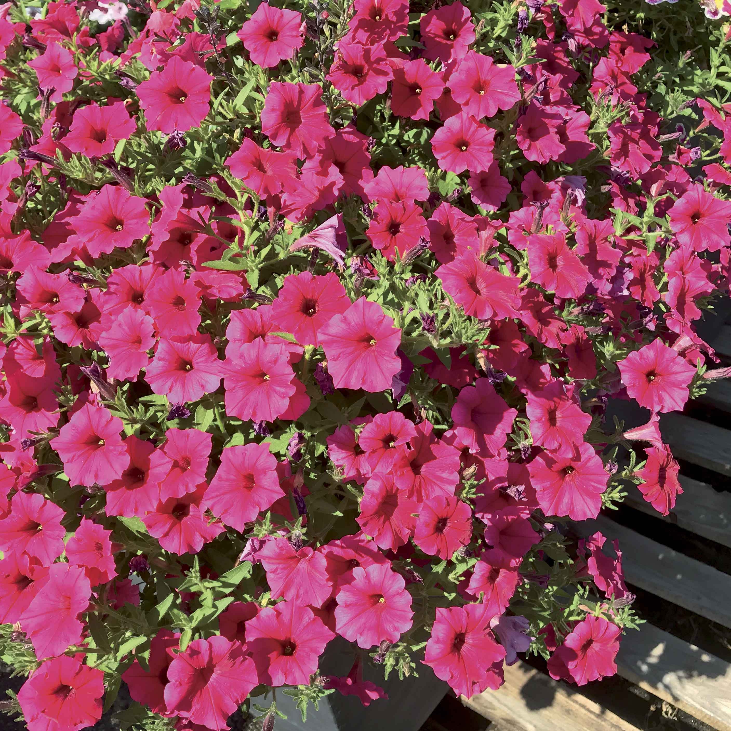 Petunia Supertunia Vista Paradise - Pétunia rose-rouge vif retombant