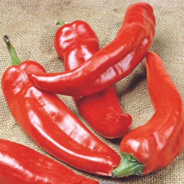 Piment Anaheim - Capsicum annuum - Graines de Piment doux de Californie