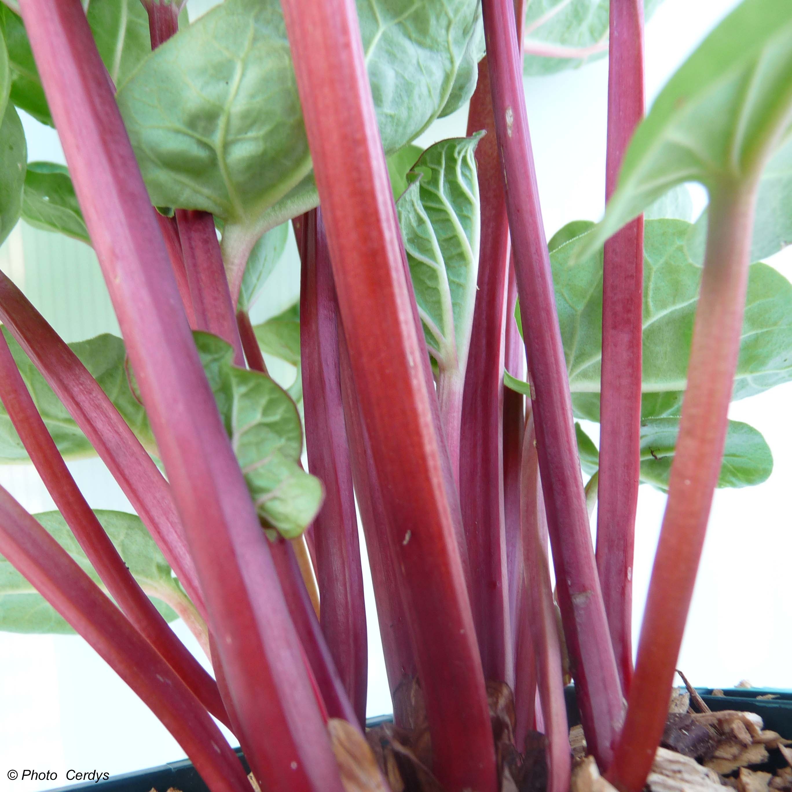 Rhubarbe Canada Red en plants - Rheum rhabarbarum à pétiole rouge