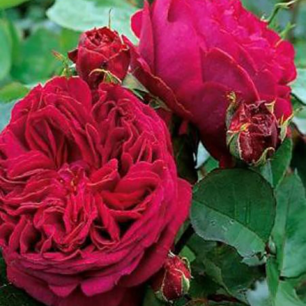 Rosa Falstaff Ausverse - Rose anglaise David Austin à fleurs doubles ...