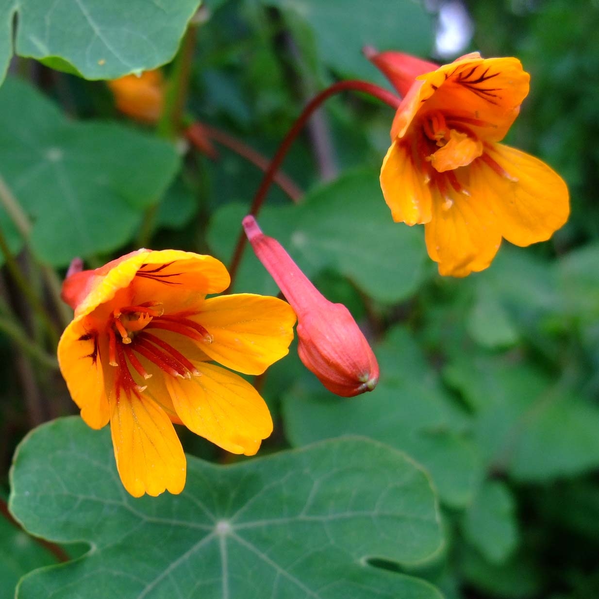Capucine tubéreuse - Tropaeolum tuberosum Ken Aslet, fleurit dès juillet