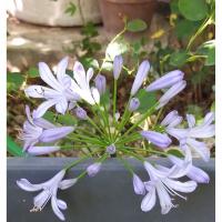 Agapanthus Blue Heaven - Agapanthe d'un bleu éclatant, remontante.