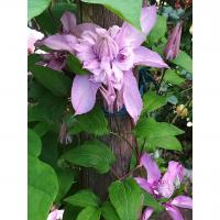 Clematis Multi Pink - Clématite à grandes fleurs roses et ébouriffées