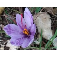 Crocus sativus pour culture du Safran - Bulbes