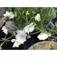 Geranium pratense Laura - Géranium vivace blanc à fleurs doubles ...