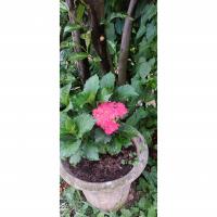 Hydrangea macrophylla Curly Sparkle Red – Hortensia à fleurs rouge clair