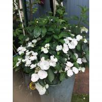 Hortensia Runaway Bride - Hydrangea à fleurs blanches le long de ses tiges