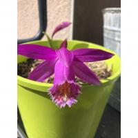 Pleione formosana - Orchidée terrestre de Formose, à fleurs roses et ...