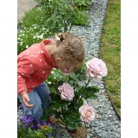 Rosa Blue Girl® (Sautari) - Rosier hybride de Thé