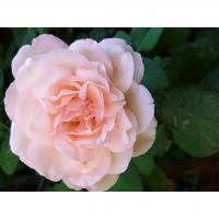 Rosier clair renaissance - rosie grandes fleurs rose pâle, nuancé de ...