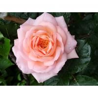 Rosier clair renaissance - rosie grandes fleurs rose pâle, nuancé de ...