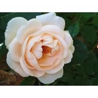 Rosier clair renaissance - rosie grandes fleurs rose pâle, nuancé de ...