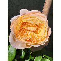 Rosier à grandes fleurs Domaine de Chantilly - Buisson à fleurs doubles ...