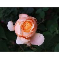 Rosier à grandes fleurs Domaine de Chantilly - Buisson à fleurs doubles ...