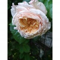 Rosier à grandes fleurs Domaine de Chantilly - Buisson à fleurs doubles ...