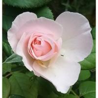 Rosa Pear - Rosier à fleurs semi doubles rose pâle - Parfum épicé et ...