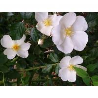 Rosa Escimo Kormifari - Rosier arbustif à fleurs simples blanches ...