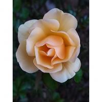 Rosa Amber Sun, obtention Kordes, rosiers couvre sol, floribunda.