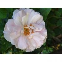 Rosa Lady Salisburry® - Auscezed - Rose anglaise David Austin - Des ...