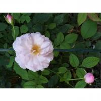 Rosa Lady Salisburry® - Auscezed - Rose anglaise David Austin - Des ...