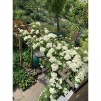 Rosa banksiae Alba Plena - Rosier de Banks - Liane vigoureuse blanche