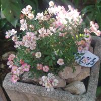 Rosier Cutie Pie - Rosier miniature aux fleurs simples roses à centre blanc