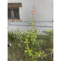 Salvia jamensis California Sunset - Sauge arbustive très florifère, à ...