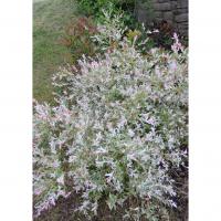 Salix integra Hakuro Nishiki - Saule crevette à feuillage panaché