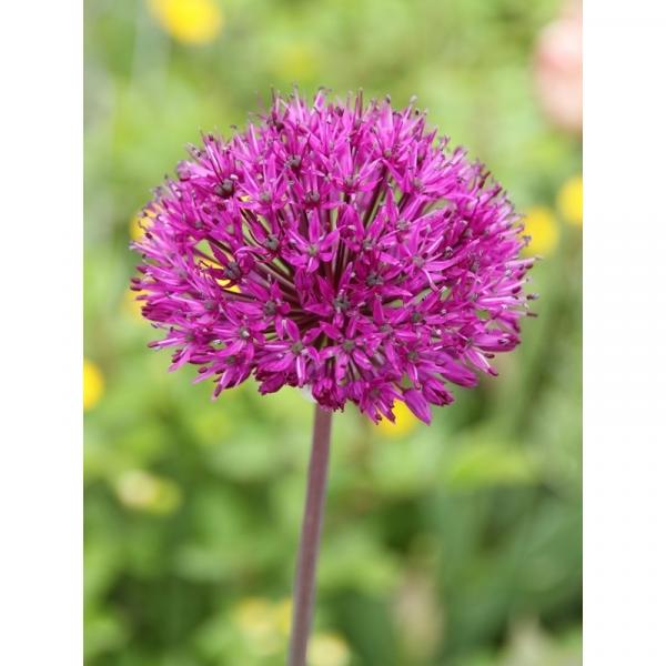 Allium Purple Sensation - Ail d'ornement à fleurs violet pourpre en boule
