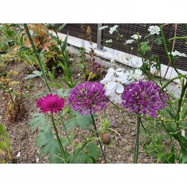 Allium Purple Sensation - Ail d'ornement à fleurs violet pourpre en boule