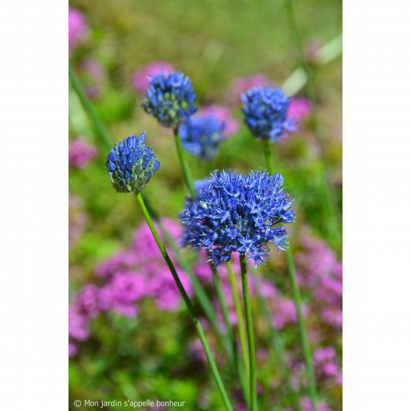 Allium azureum ou caeruleum - Ail d'ornement à fleurs bleues, en boule