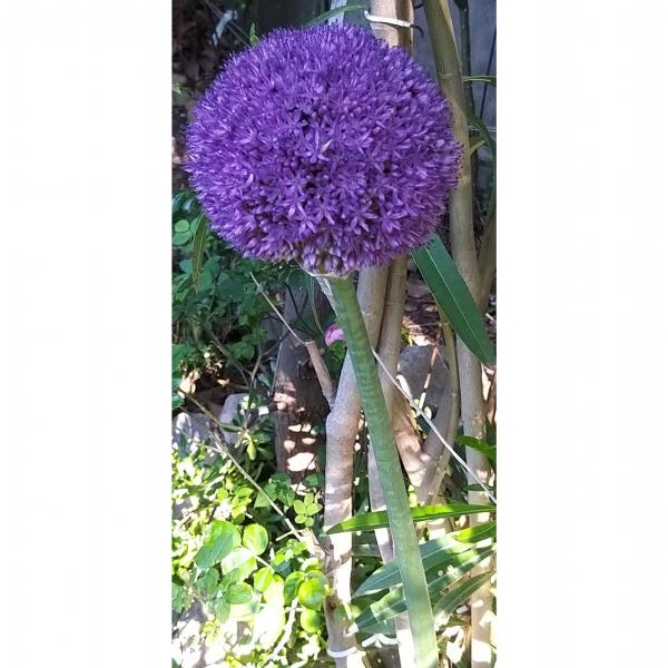 Ail d'ornement géant - Allium giganteum aux boules de fleurs lilas