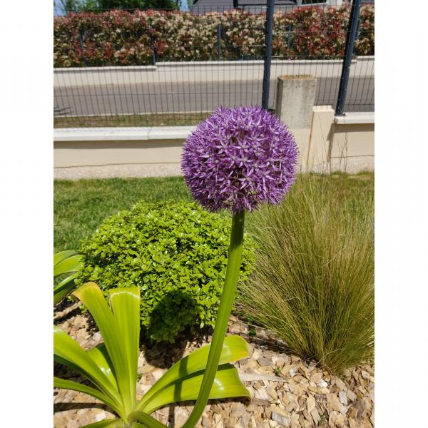 Allium Pinball Wizard - Ail d'ornement - Bulbeuse aux fleurs rose-mauve