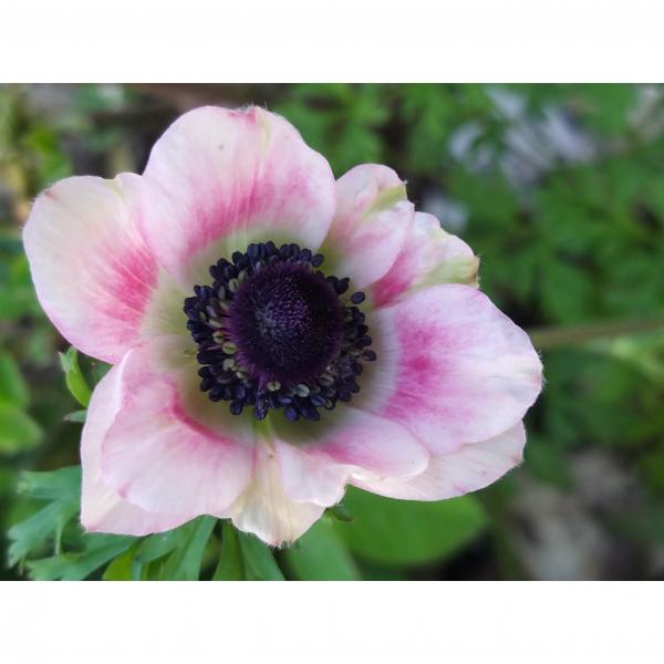 Anémone De Caen Bicolor - Anemone coronaria - Bulbe à fleurs bicolore