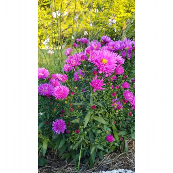 Aster dumosus Jenny - Aster nain - Floraison automnale rose soutenu