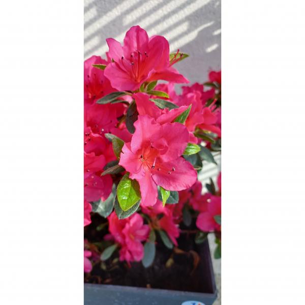 Azalea japonica Arabesk - Azalée japonaise compacte, à fleurs rouge carmin.
