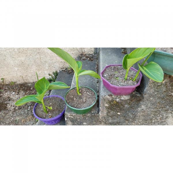 Canna Cleopatra - Balisier aux fleurs variables, en mélange de jaune et ...